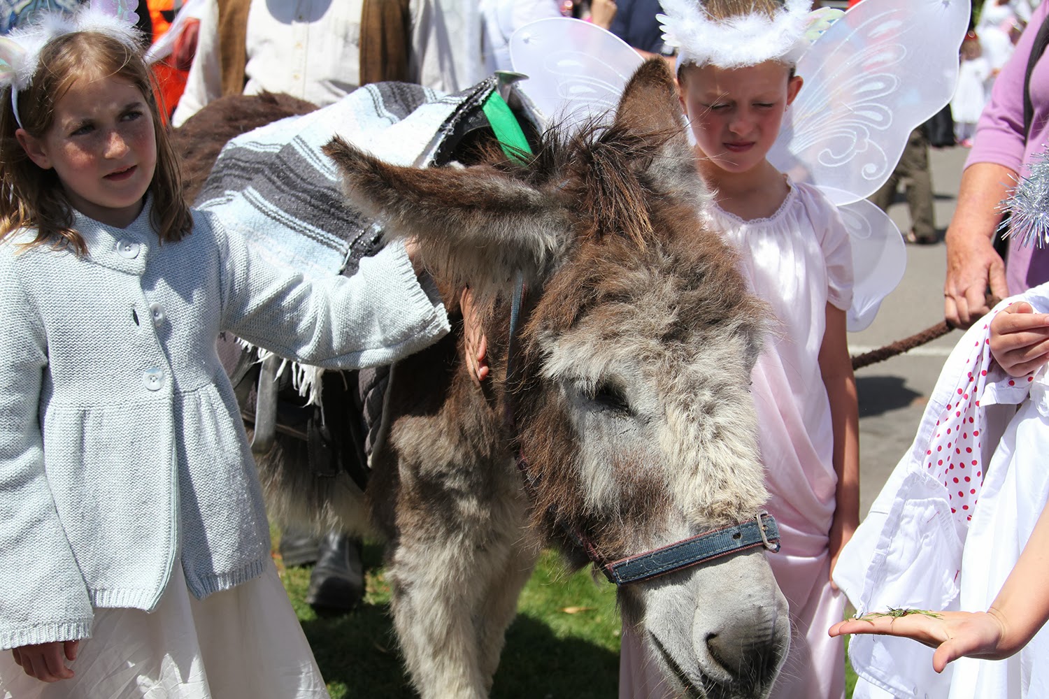 Rotorua Artist Janet Keen's Photography, Mosaics, Paintings & Writing ...