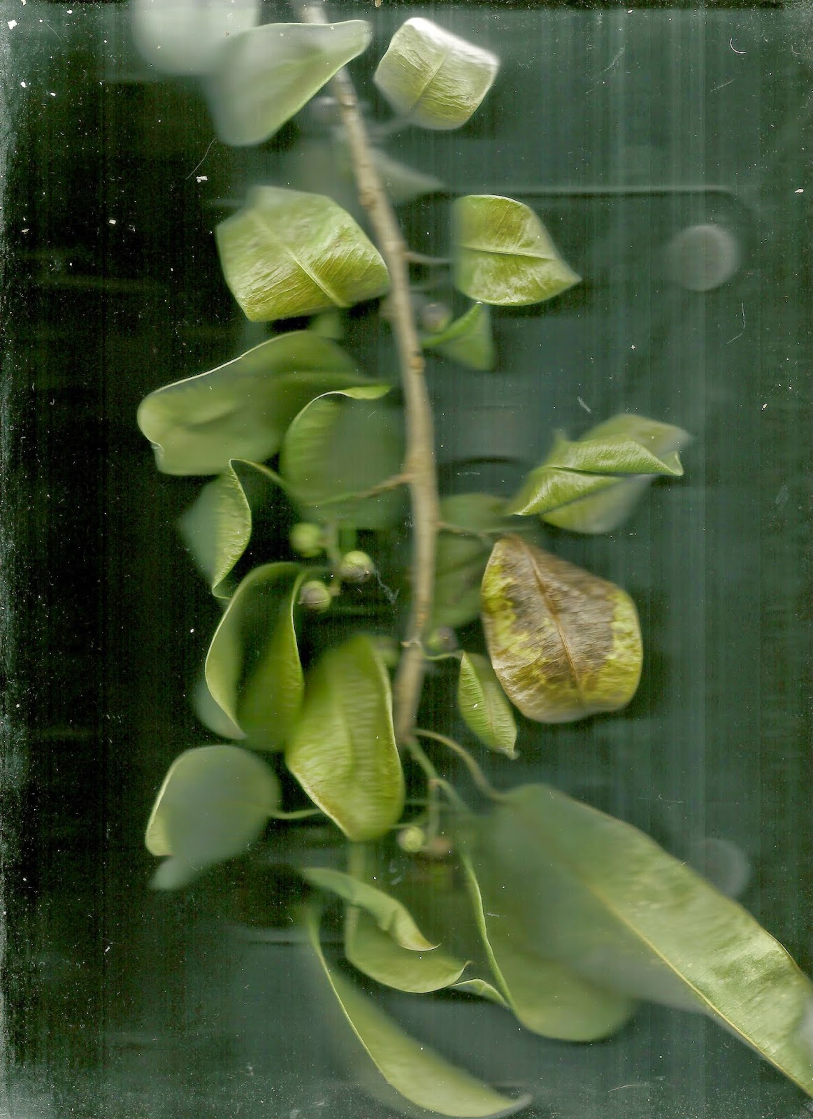 Flora de Puerto Rico Ilustrada Papo Vives: EUPHORBIACEAE SAPIUM ...