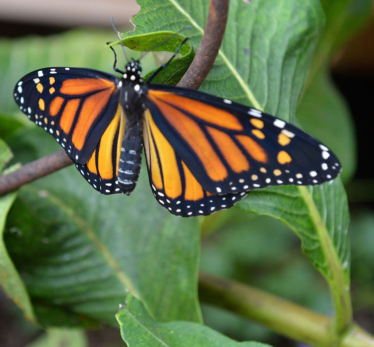 Red and the Peanut: Monarch butterfly—from chrysalis to flight...
