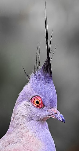 Pretty Pigeon | Birds and Animals Collection