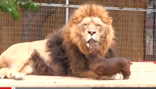 Lecturi școlare : LEUL ȘI CĂȚELUȘA