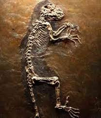 CMC: Tema 2 // Ejercicio 9: el origen del ser humano