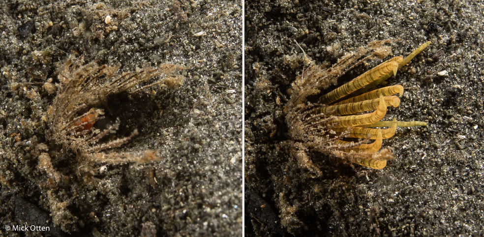 Mick's marine biology: Pherusa plumosa - a short study of the plume worm