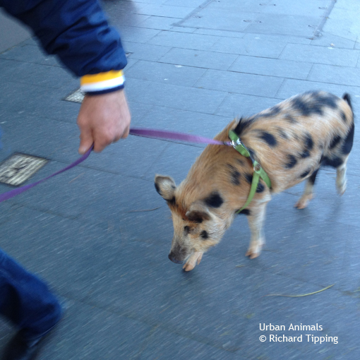 Urban Animals: Urban Animals #1 at Slot Gallery