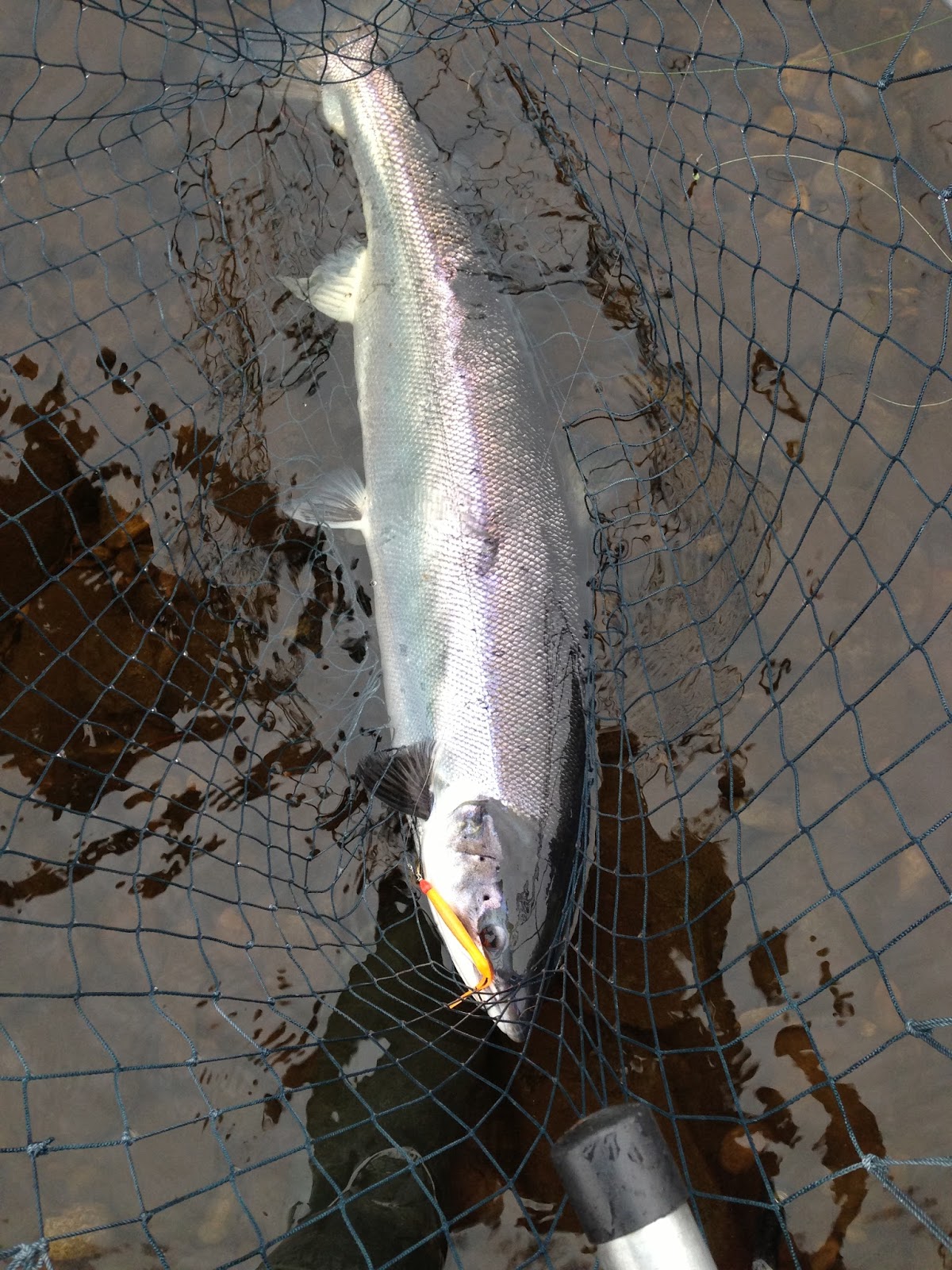 Scottish Fishing Guide: Spring Salmon Fishing River Tay