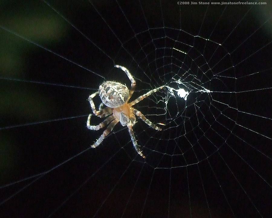 On Wings of Eagles: God's Great Gift