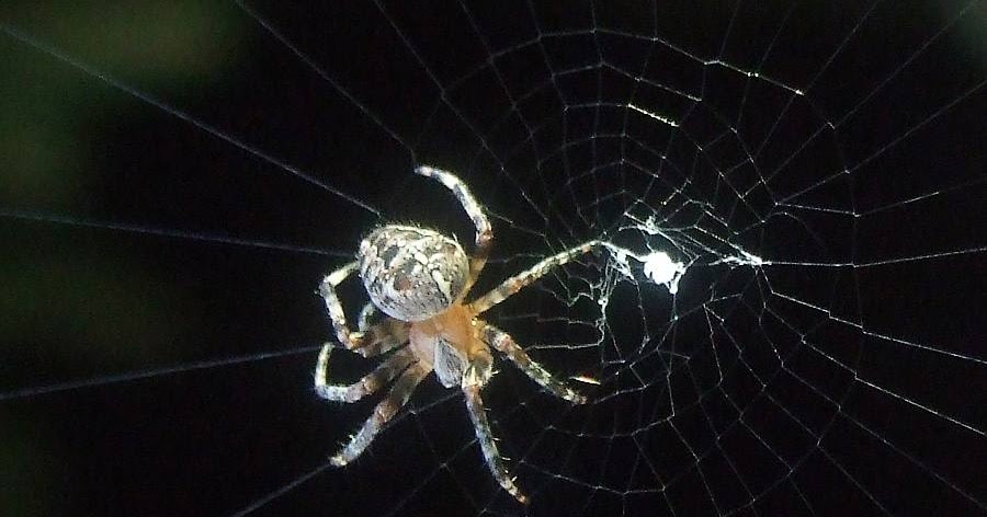 On Wings of Eagles: God's Great Gift