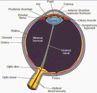 Anatomi Mata Bagian-bagian mata manusia dan Fungsinya Yang Lengkap ...