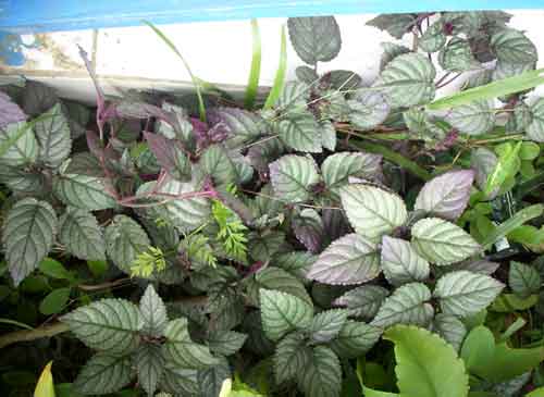 Daun wungu (Graptophyllum pictum L.)myherbsweblog-medicineplant