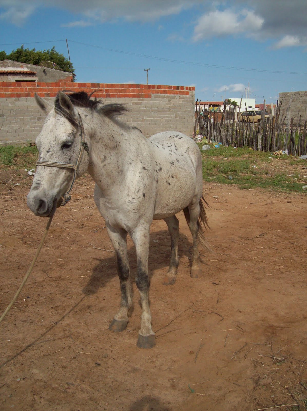 CAVALO NORDESTINO: Reprodutor da Margem do Lago de Sobradinho