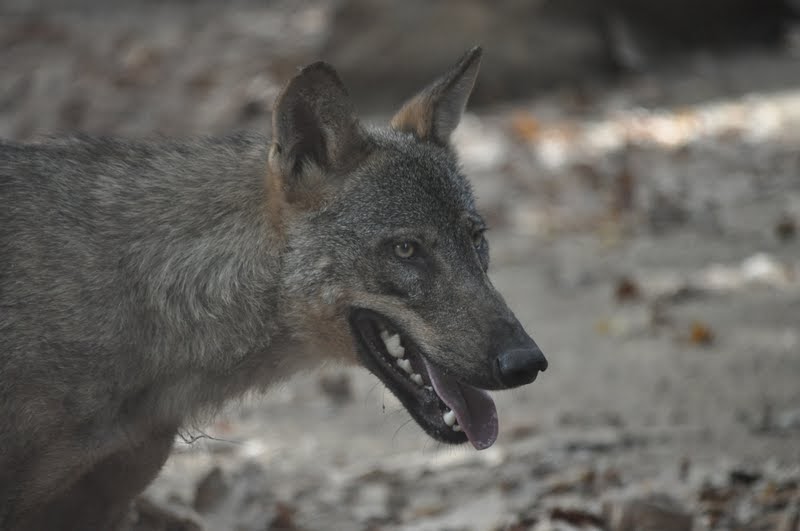 ZOOTOGRAFIANDO (6.100 ANIMALS): LOBO IBÉRICO / IBERIAN WOLF (Canis ...