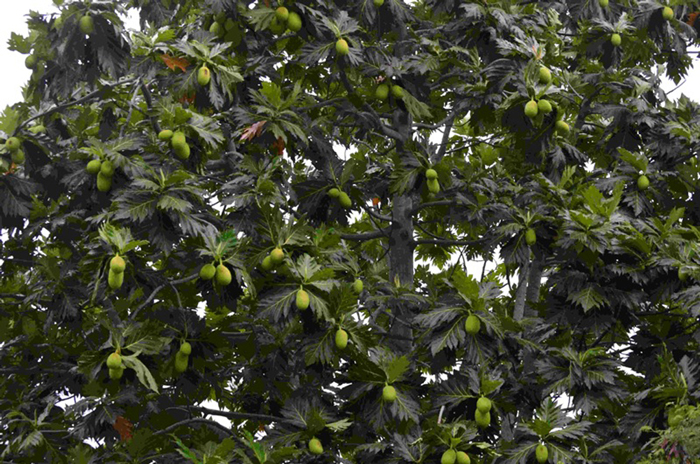 Tahiti, ses îles et autres bouts du monde: Te ‘uru: The breadfruit