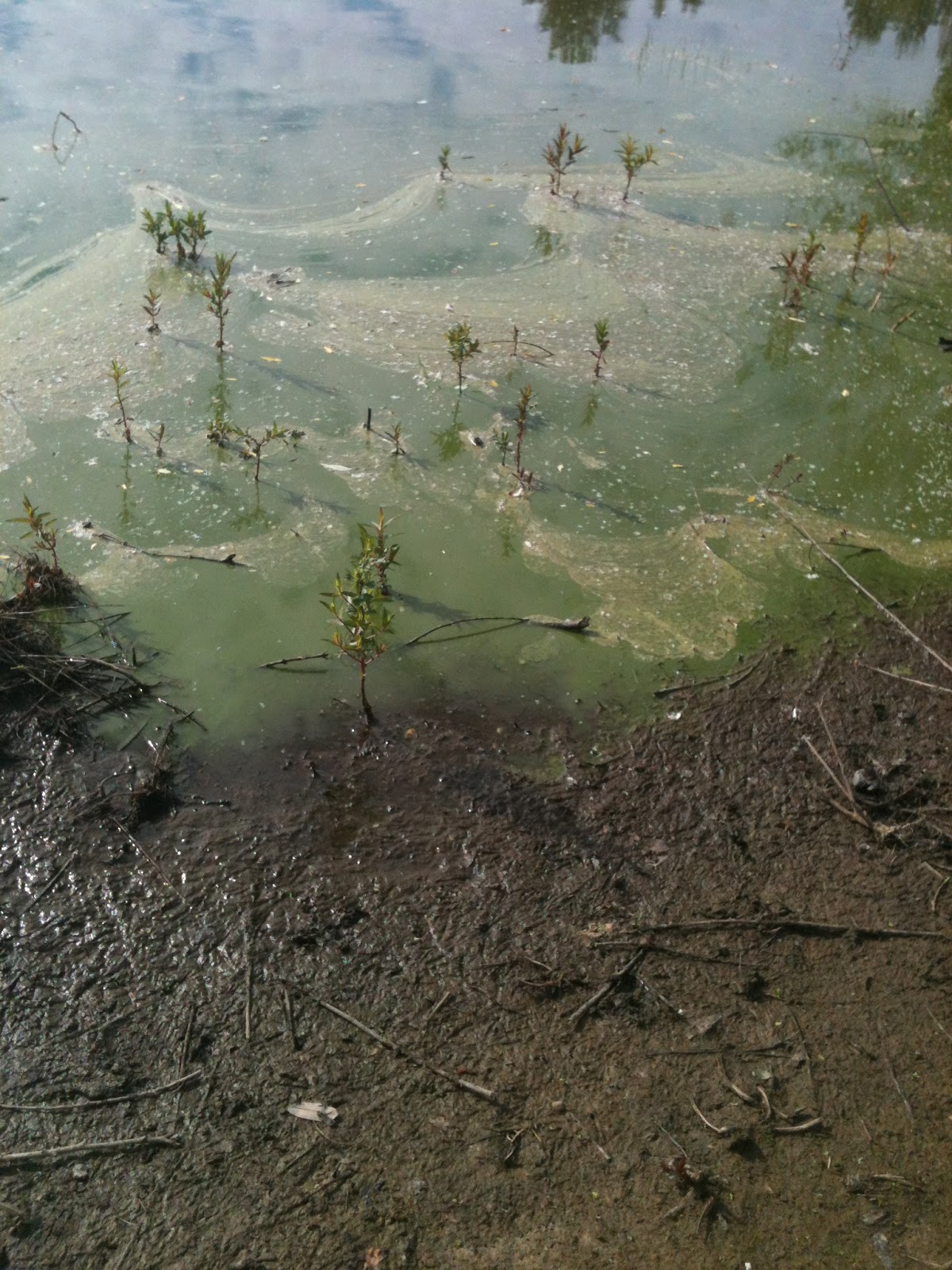 Reflections from UBNA