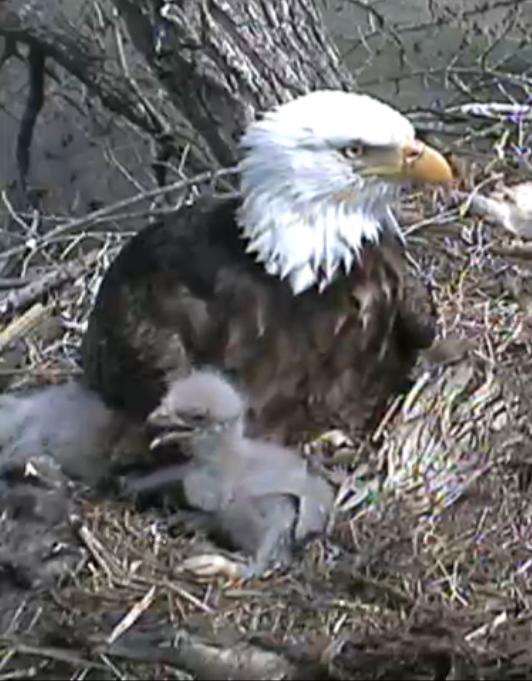 White Wolf : Mama Eagle & Babies - You're on Camera Now!