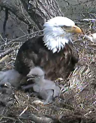 White Wolf : Mama Eagle & Babies - You're on Camera Now!