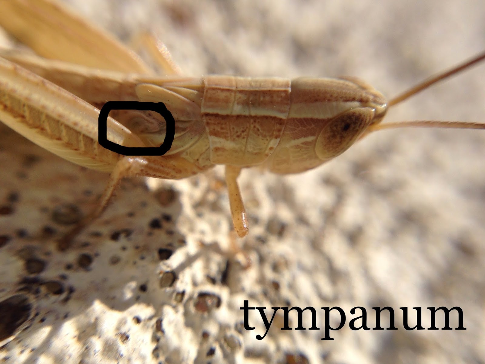 The Insect Diary: December 2014