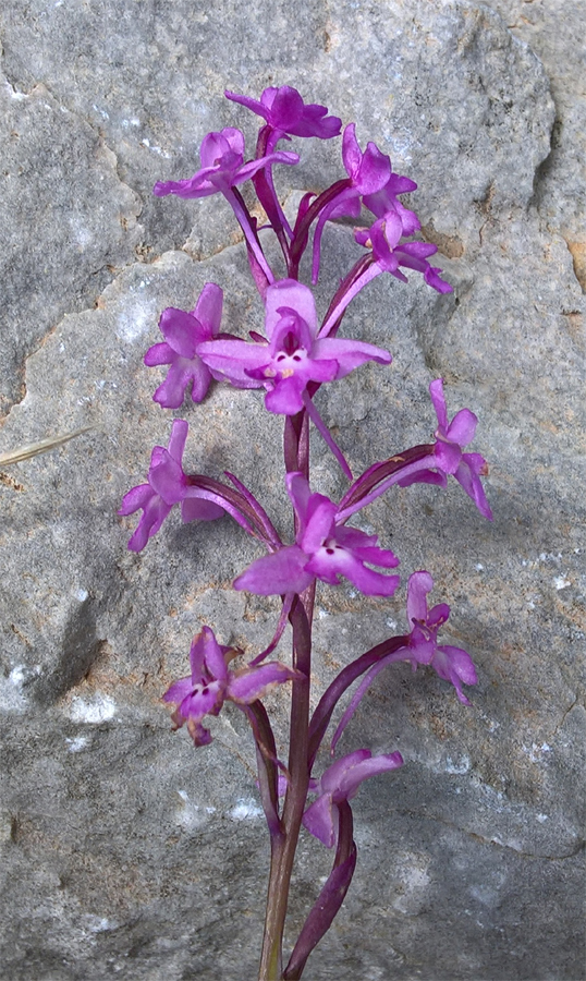 magsramsay: Greek Orchids and other wildlife