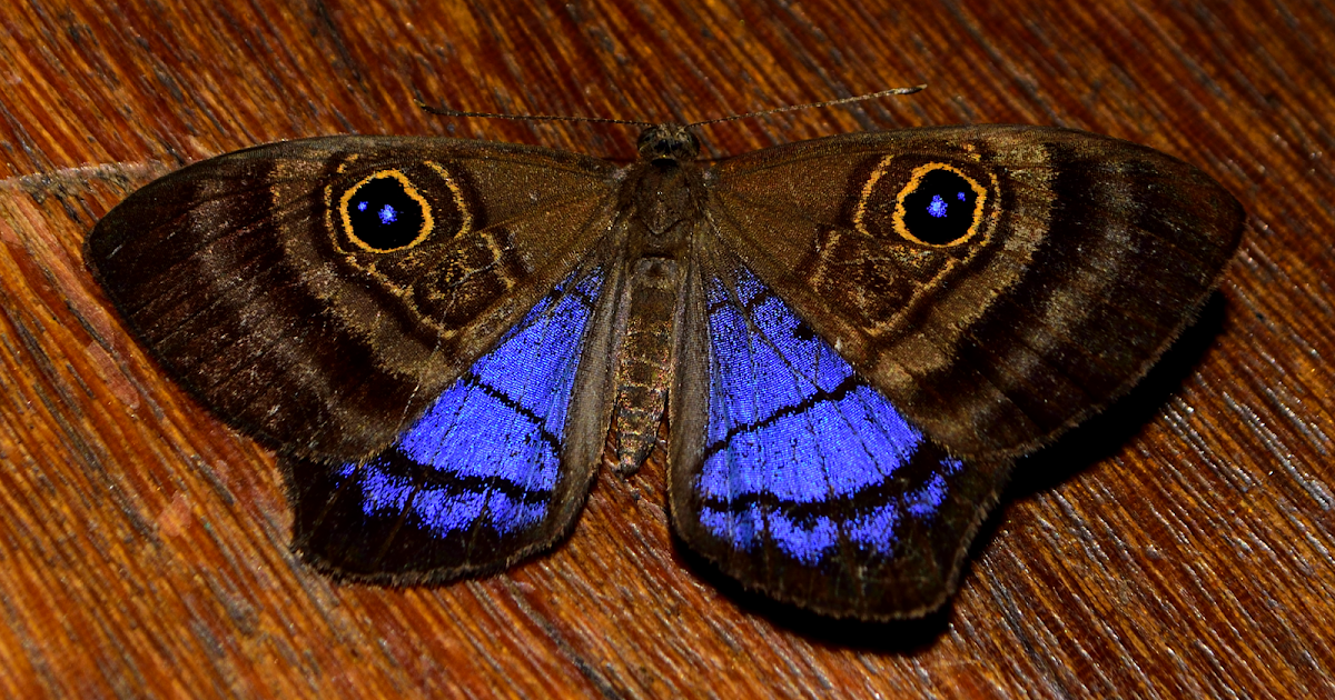 Blue Moth in Puriscal