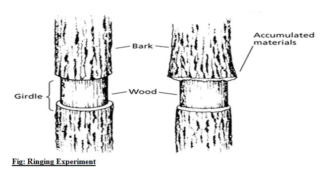Translocation in Plants ~ Dhiraj's Blog