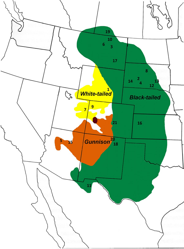 Group 2: The Black-Footed Ferret by Amanda Braga