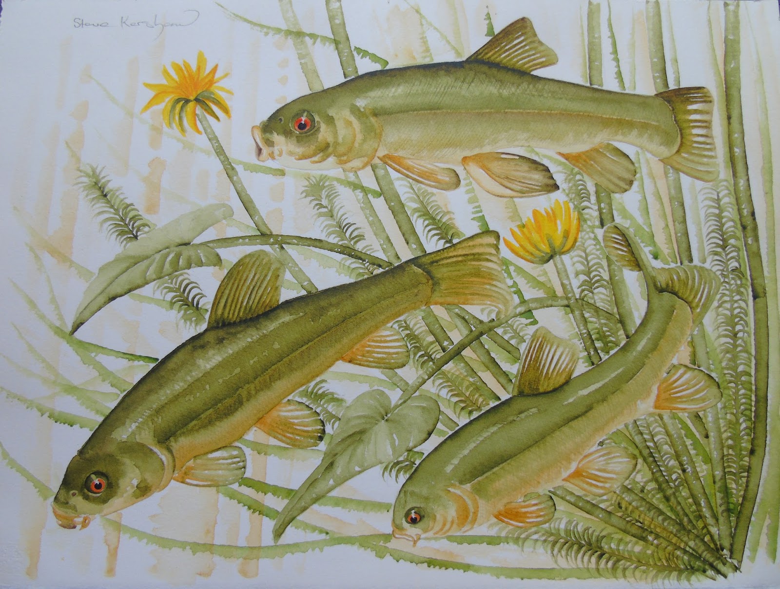 Steve Kershaw Wildlife Art.