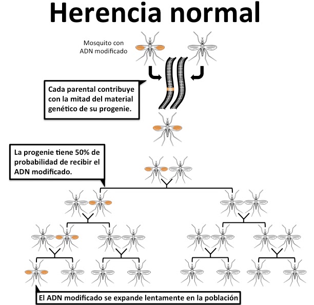 BIOGENIC Biólogos Genetistas Colombianos: 2015