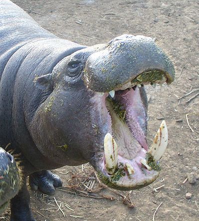 Pygmy Hippo Attack