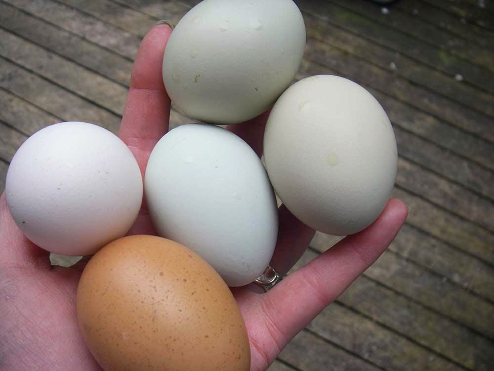 What's up with my chickens...: Five chickens, five eggs