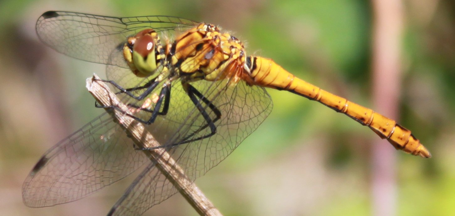 FELIPECHE VIDEO: La libellule jaune de Parigné