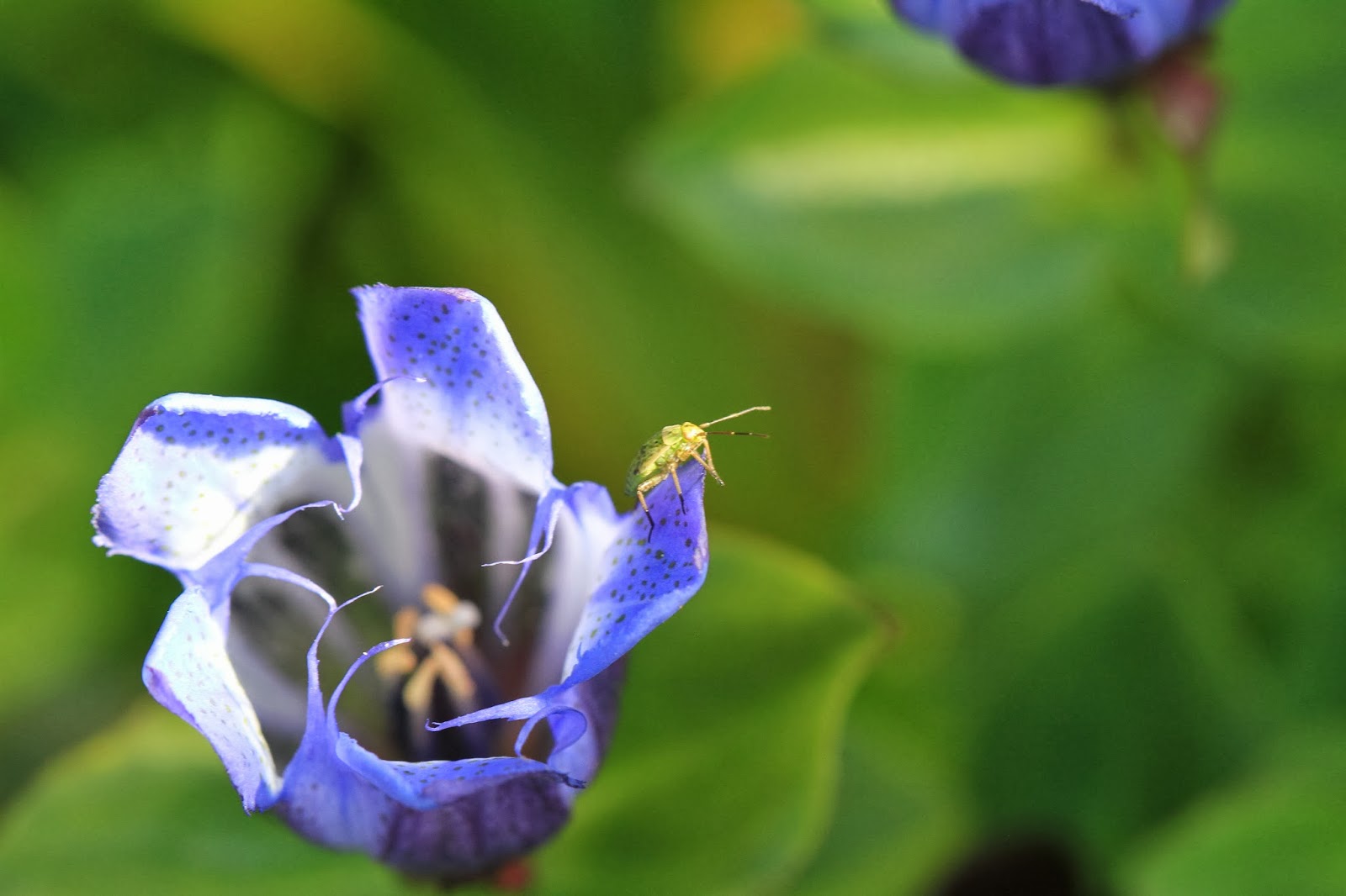 TravelMarx: Mount Rainier National Park – Spray Park Hike