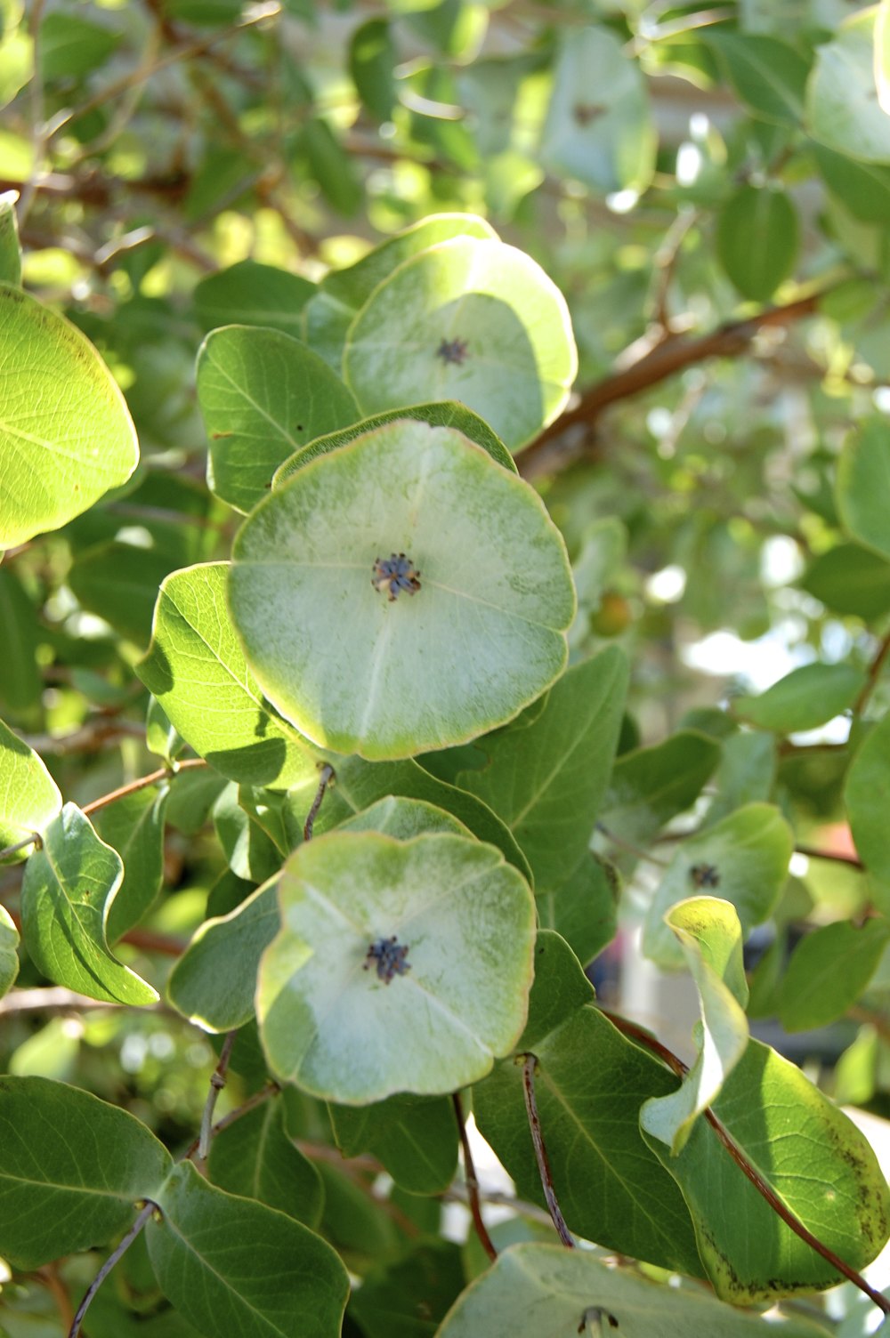 Plant Inventory at 20 Timothy : Lonicera reticulata / Grape Honeysuckle