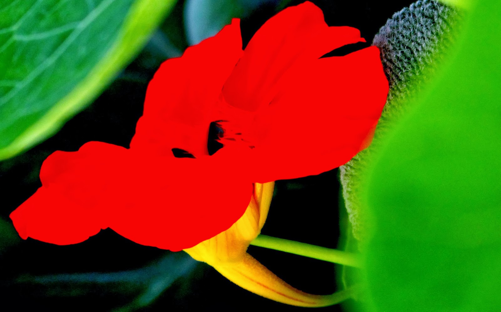 SHAHRZAD VOUS RACONTE...LA VIE: Flowers-LADAN (Capucine)- pour Guiti ...