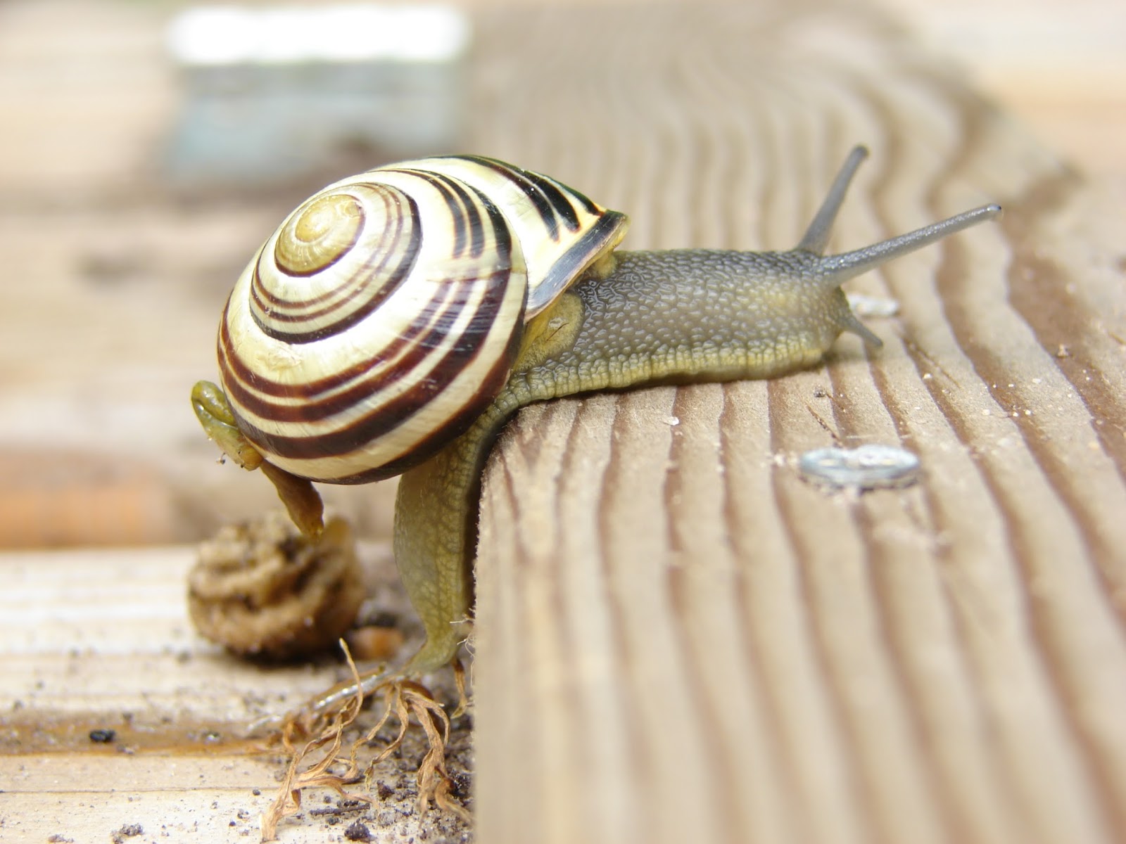 Het kleine avontuur: slak