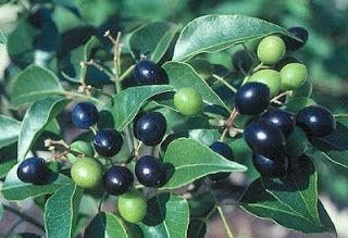 It's a Good Thyme for Oils: Amyris: West Indian Sandalwood