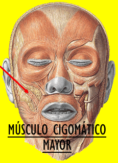 Músculos de la mímica: Músculo cigomático mayor y músculo cigomático menor