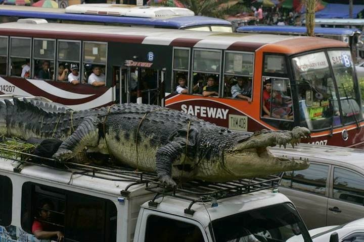 Alfred's Photos: Lolong (life-size replica) - from The Manila Times