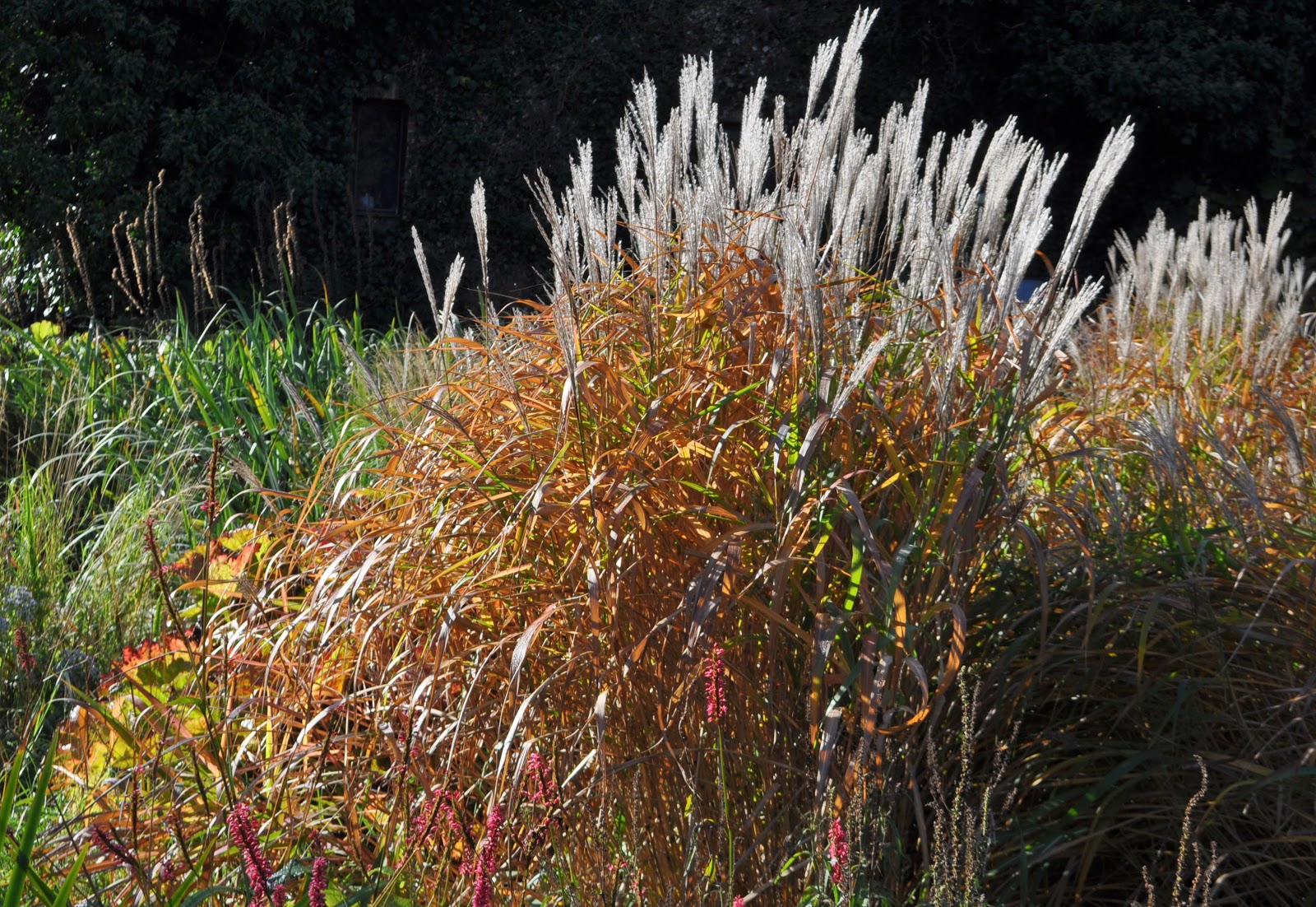 Miscanthus - JungleKey.fr Image