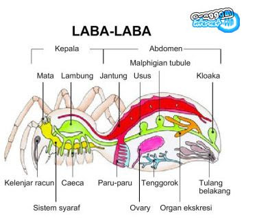 SAINS: Sistem Pernapasan pada Hewan