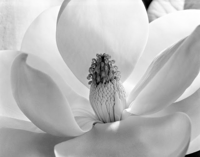 Imogen Cunningham - exhibition this summer in Stockholm