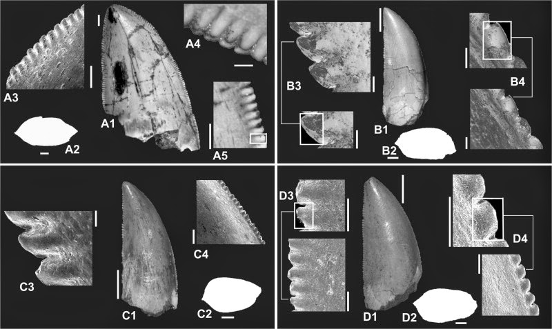 The Dragon's Tales: Abelisaur and Dromaeosaur Teeth Found in Upper ...