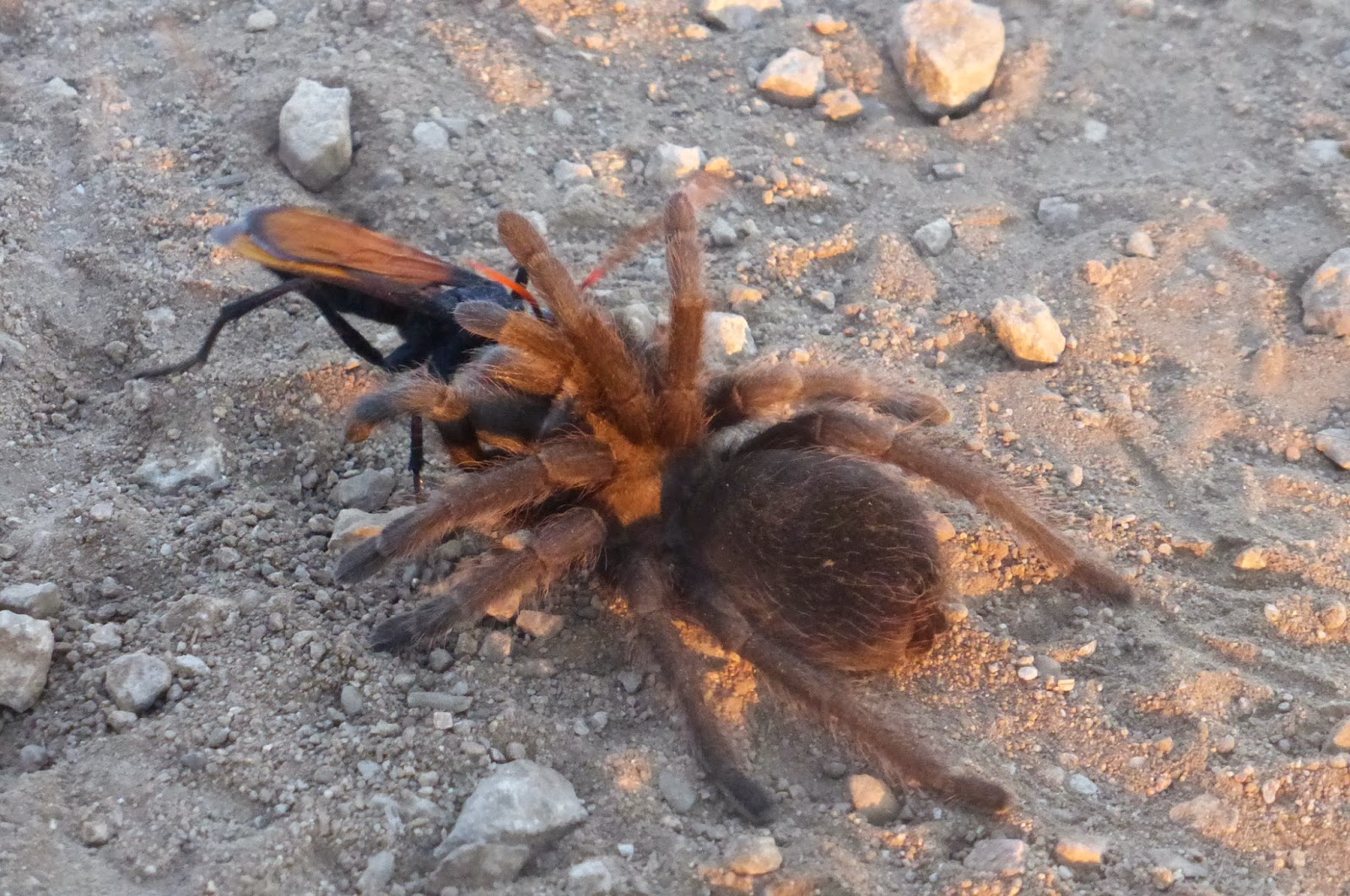 The Malibu Post: The Tarantula Hawk at Work