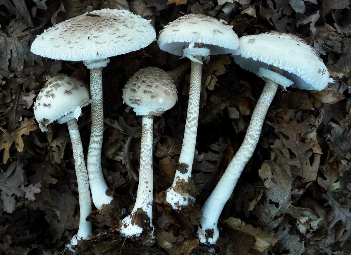 r o b i n 's y a r d: Macrolepiota