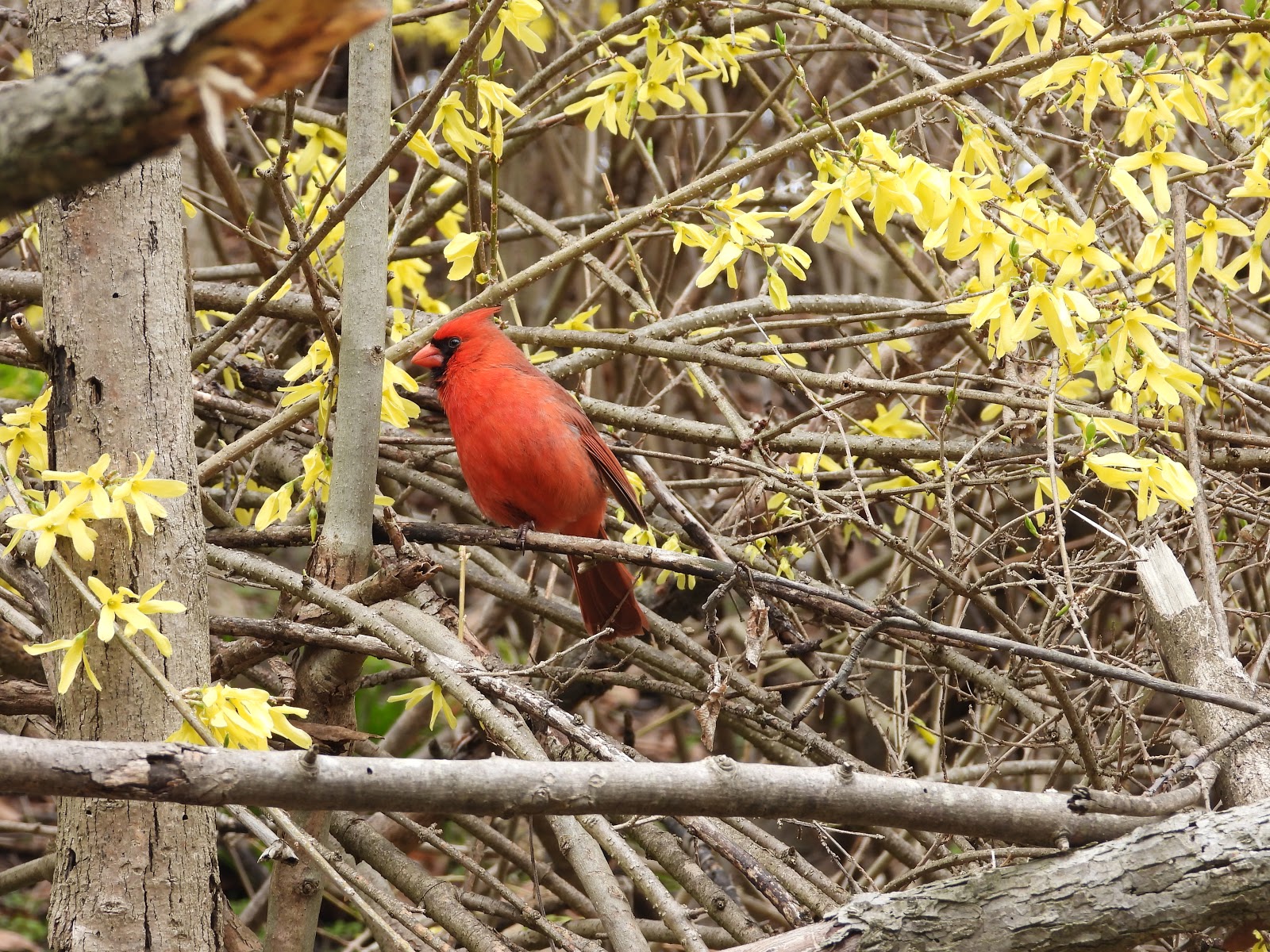 Bird & Travel Photos, Birding Sites, Bird Information: MALE NORTHERN ...