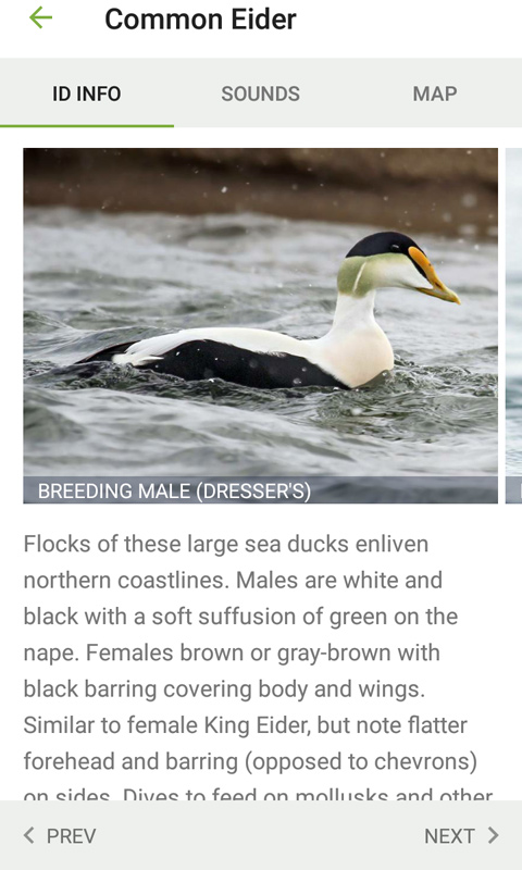 Birding Catalunya: App: Merlin, The Cornell Lab