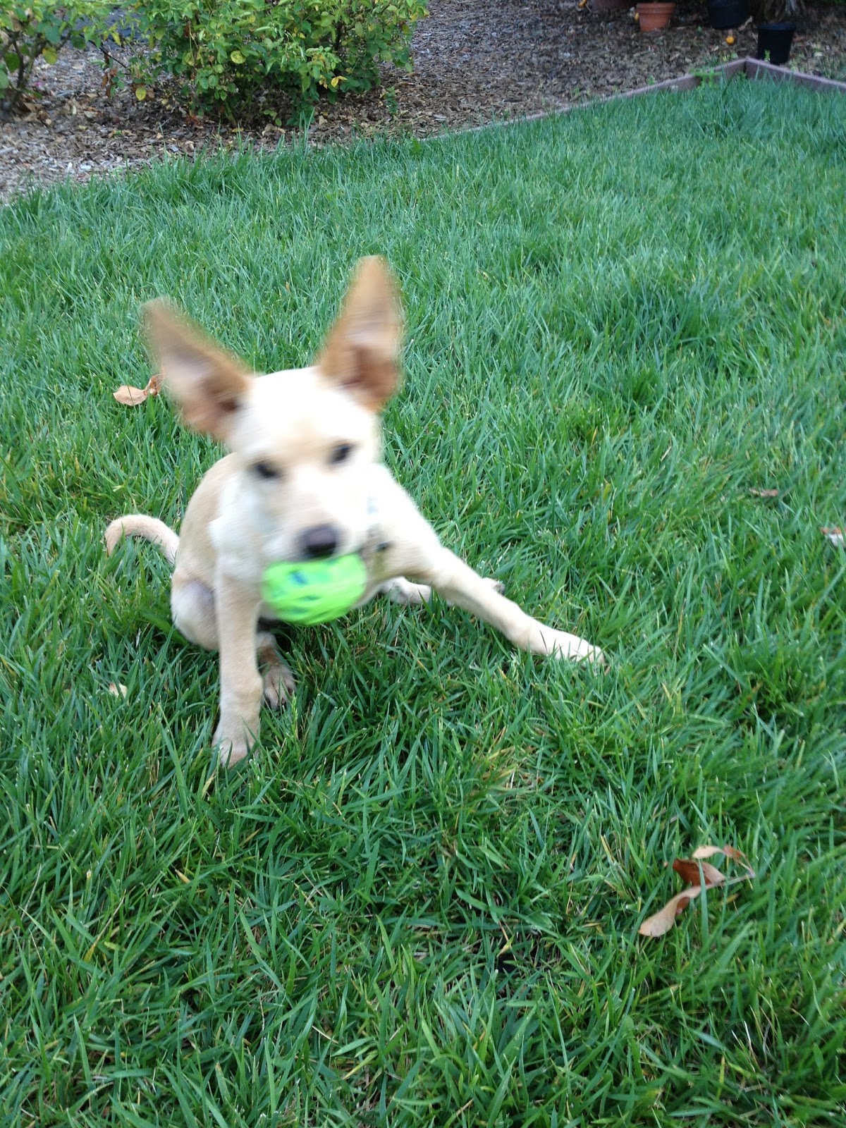 My Formosan Mountain Mix: Our Little Socialite OR Are there cultural ...