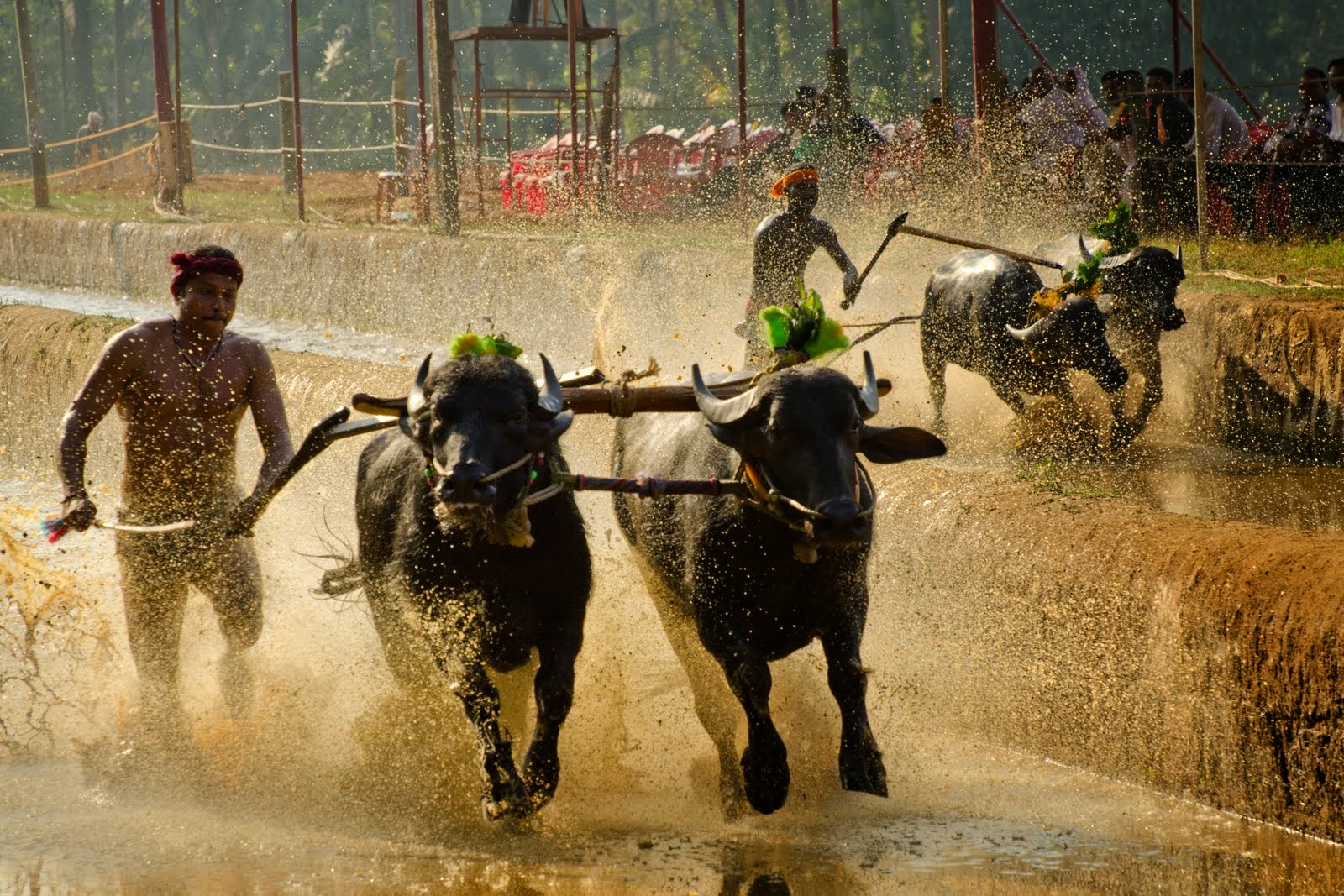 A lot of wanderings around India, A little around the world: Kambala ...