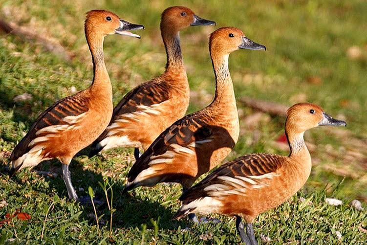 Bellas Aves de El Salvador: Dendrocygna bicolor (pichiche real, canelo ...