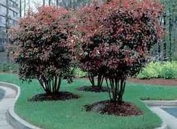 Grove Team Keller Williams: Red Tip Photinias in North Texas