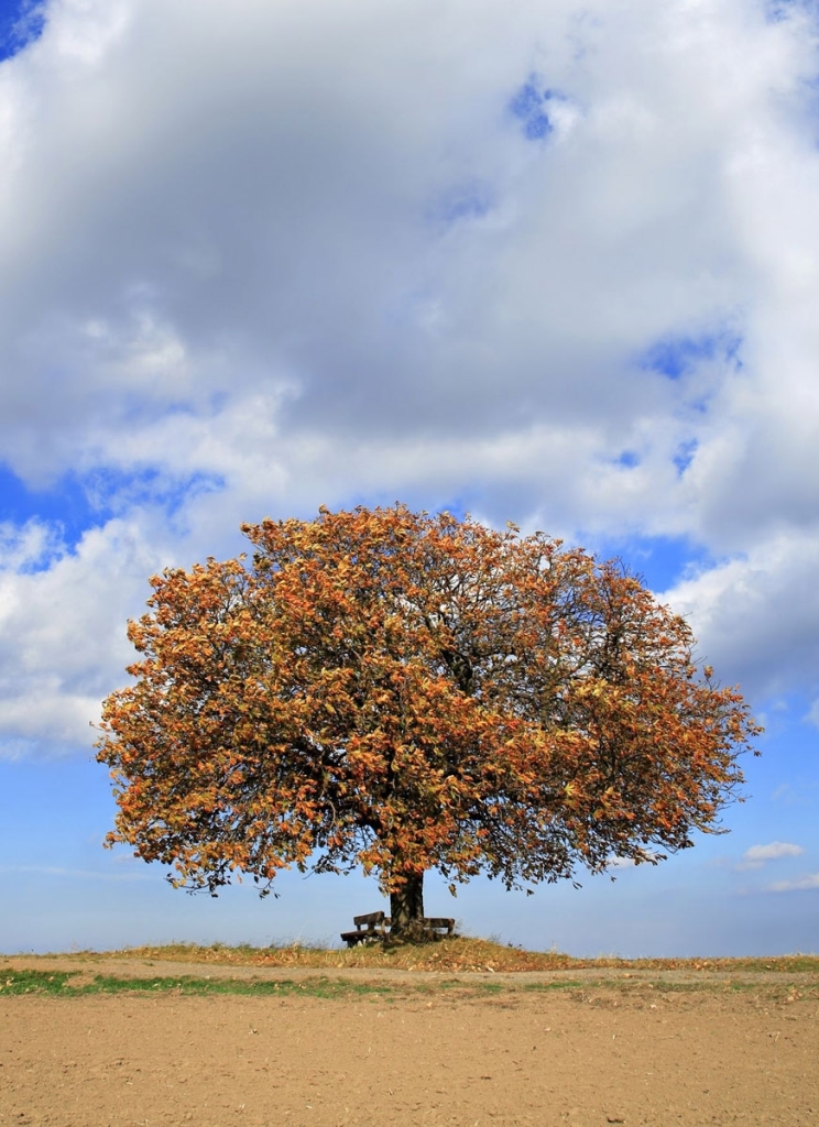 Round Trees Examples at Lynn Walker blog