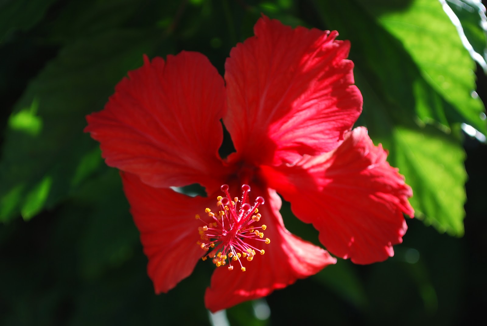 Wanderlust Traveler: Southern Florida (Miami, Everglades National Park ...